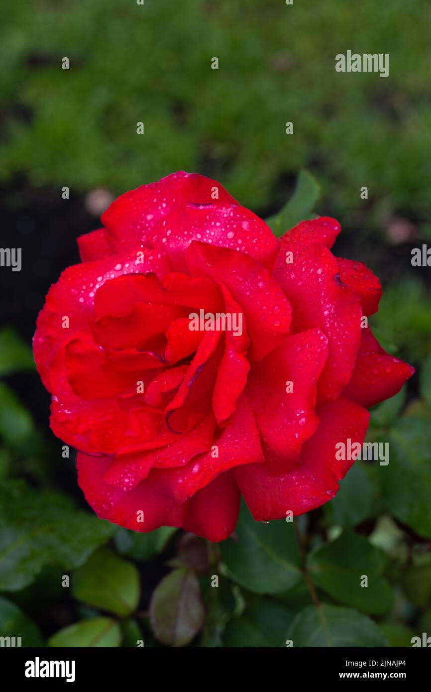 Lime berry tree hi-res stock photography and images - Alamy