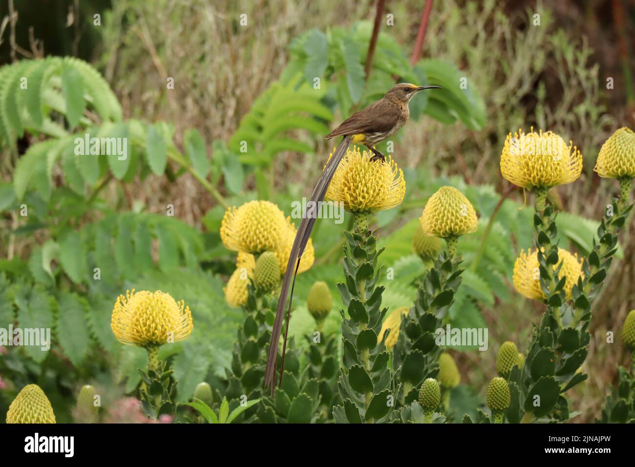 Cape Sugarbird sitting on a Protea Stock Photo - Alamy