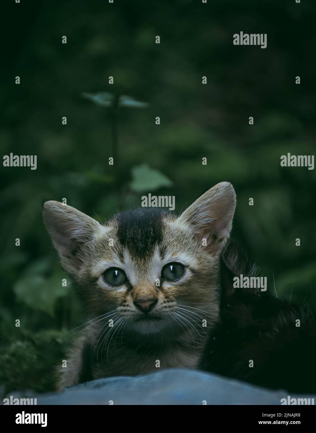 A closeup of a cute baby cat isolated on a lush green background, a ...