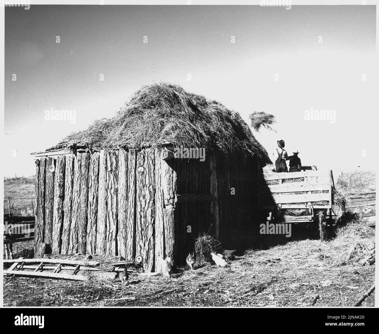 Pitching hay hi-res stock photography and images - Alamy