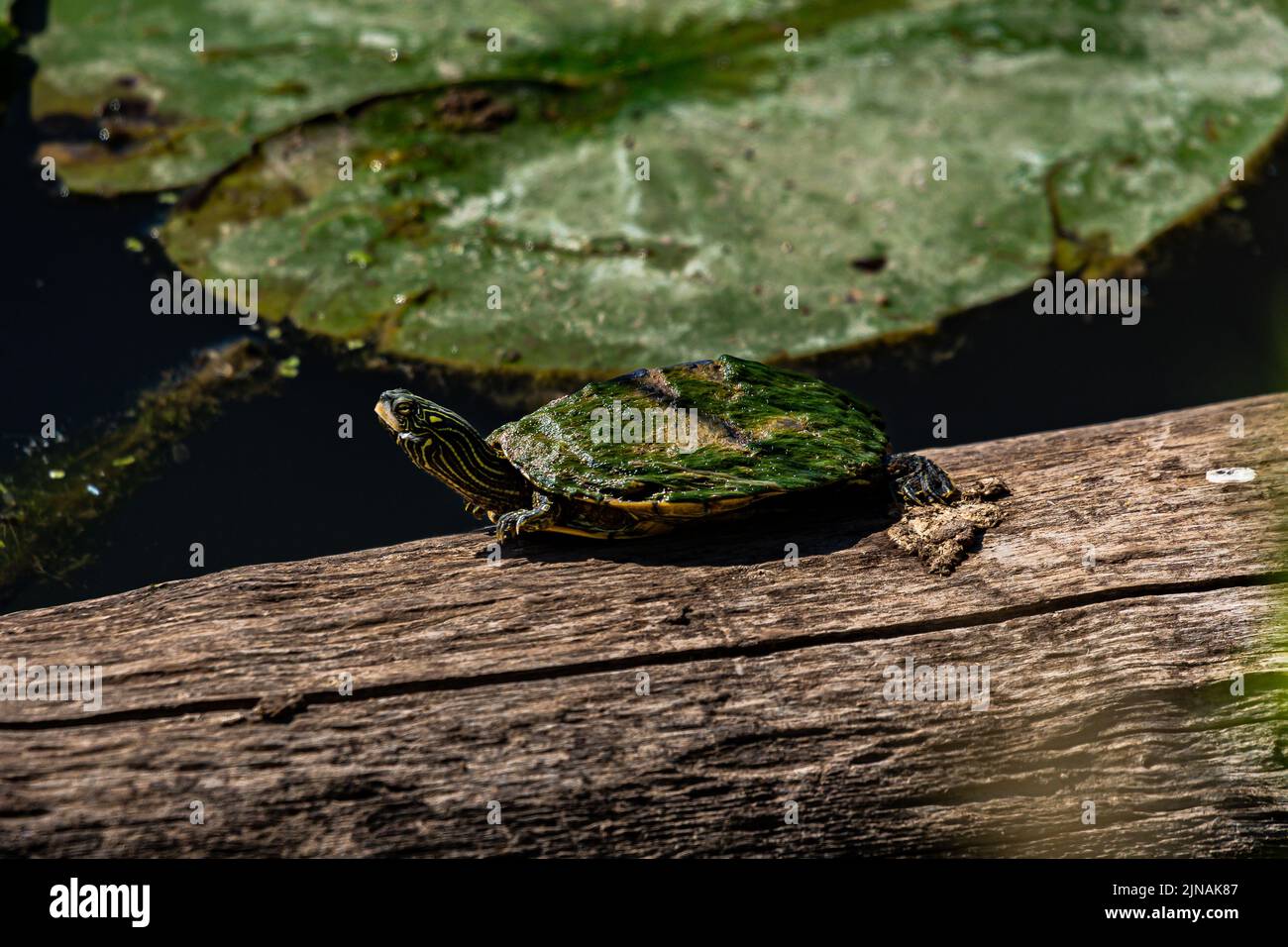 Turtle lake map hi-res stock photography and images - Alamy