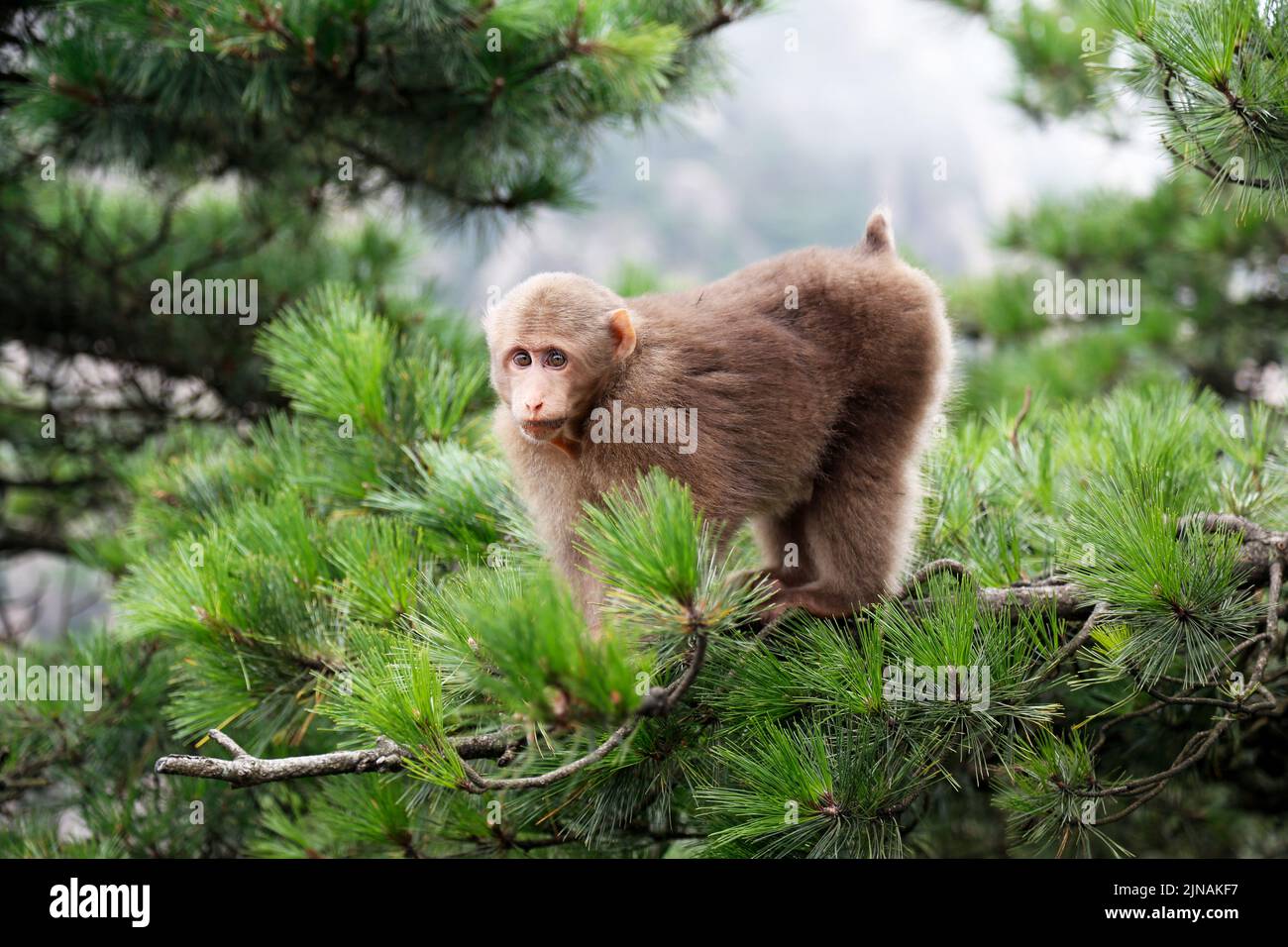 Tibetan Macaca monkey at the Huangshan Mount, China Stock Photo - Alamy