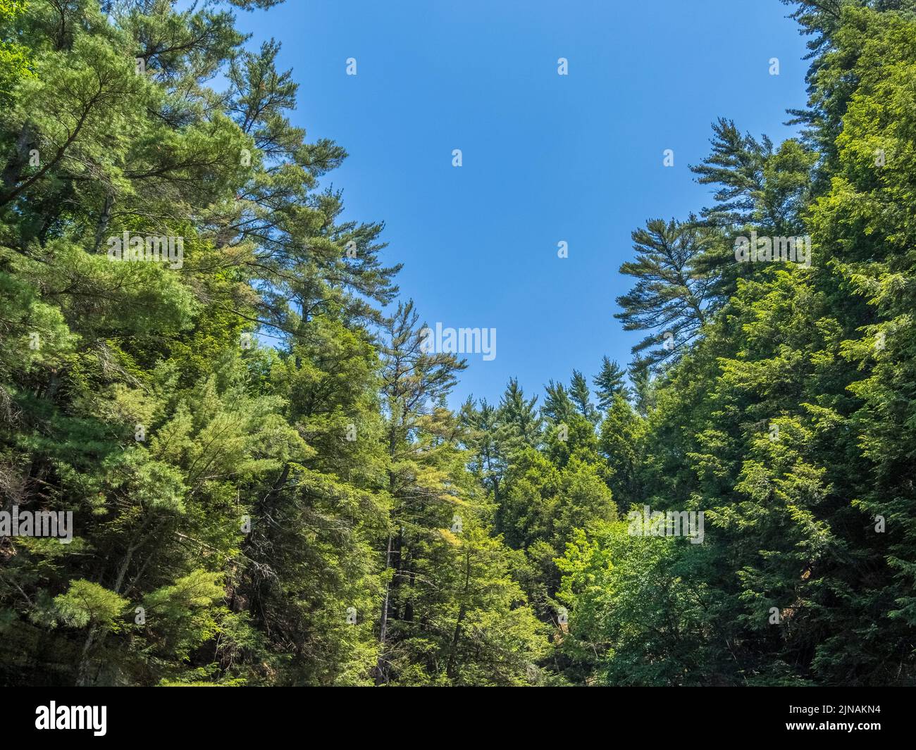 Trees above Wisconsin River in Wisconsin Dells in the state of ...