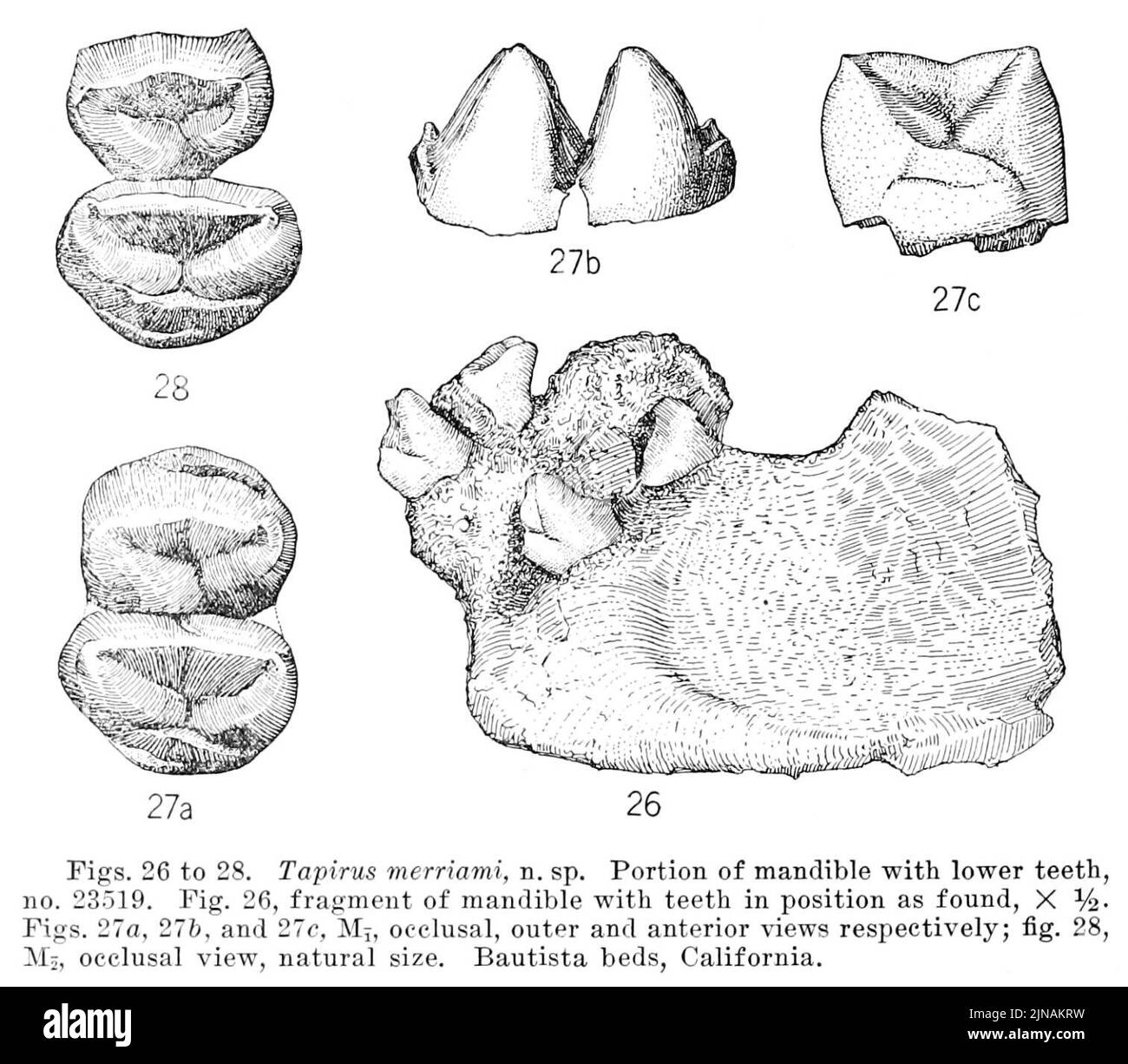 Merriami hi-res stock photography and images - Alamy