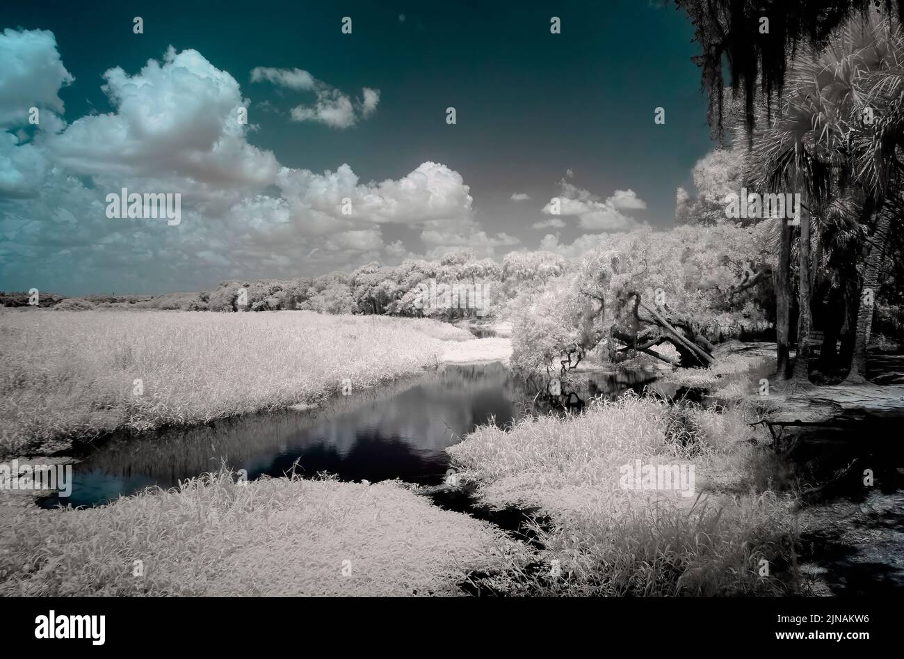 Infrared Red image of the Myakka River in Myakka River State Park in ...