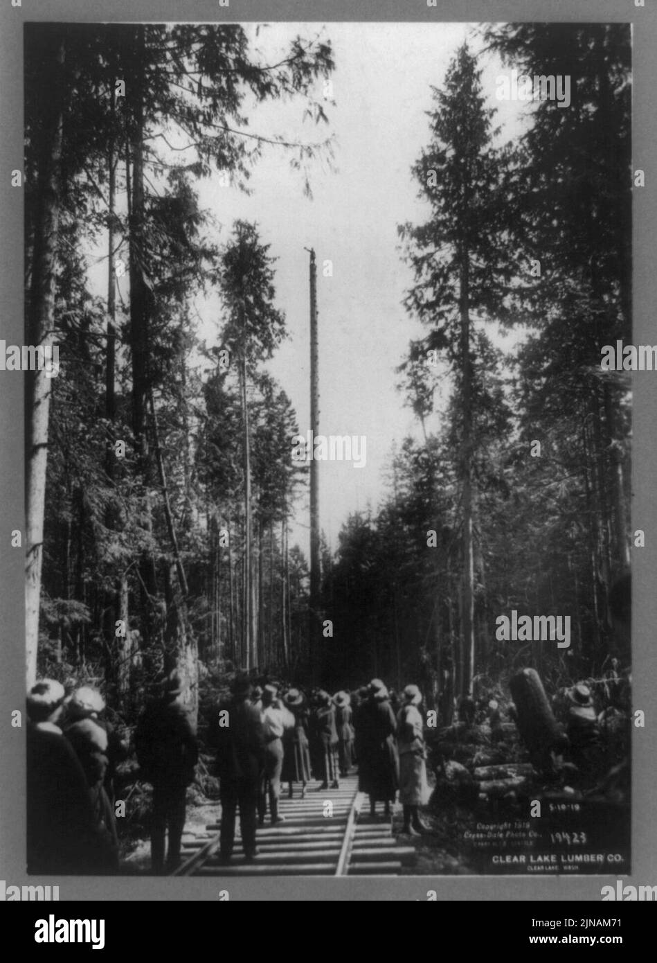 Tapping a spar tree, Clear Lake Lumber Co., Clear Lake, Wash Stock ...