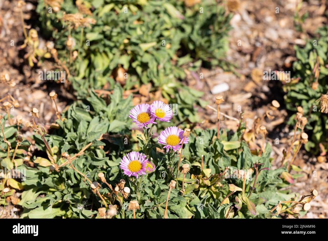 Seaside daisy flowers, Erigeron glaucus, Swanage, Dorset, England Stock ...