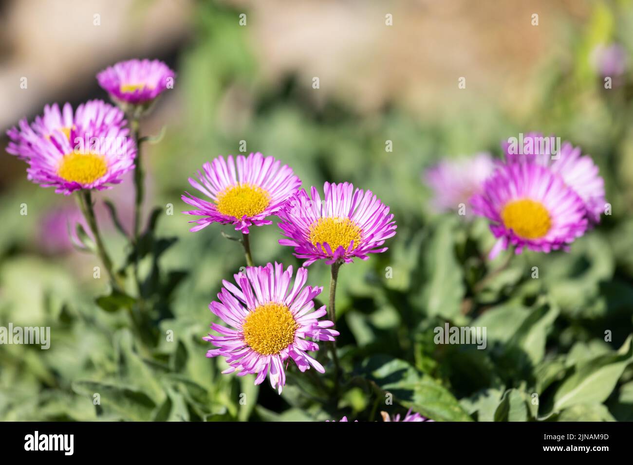 Seaside daisy flowers, Erigeron glaucus, Swanage, Dorset, England Stock ...