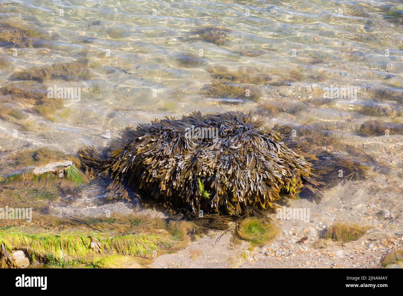 Macroalgae hi-res stock photography and images - Alamy