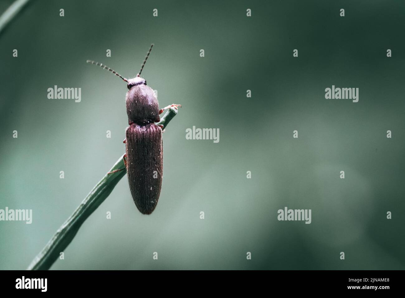 Snapping beetle hi-res stock photography and images - Alamy