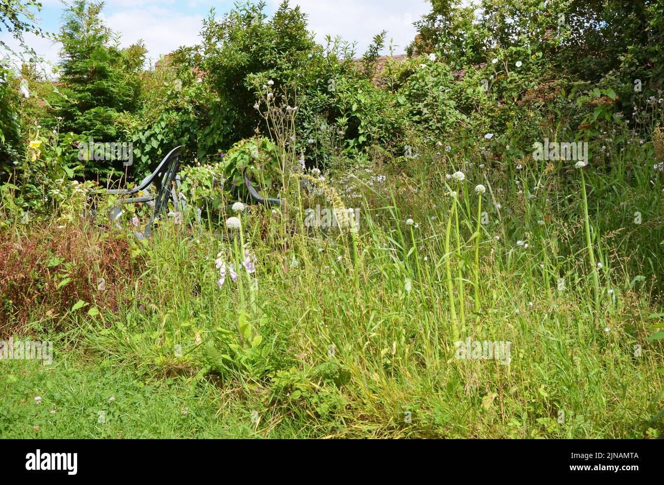 Overgrown garden, plastic patio chairs have been overgrown with plants ...