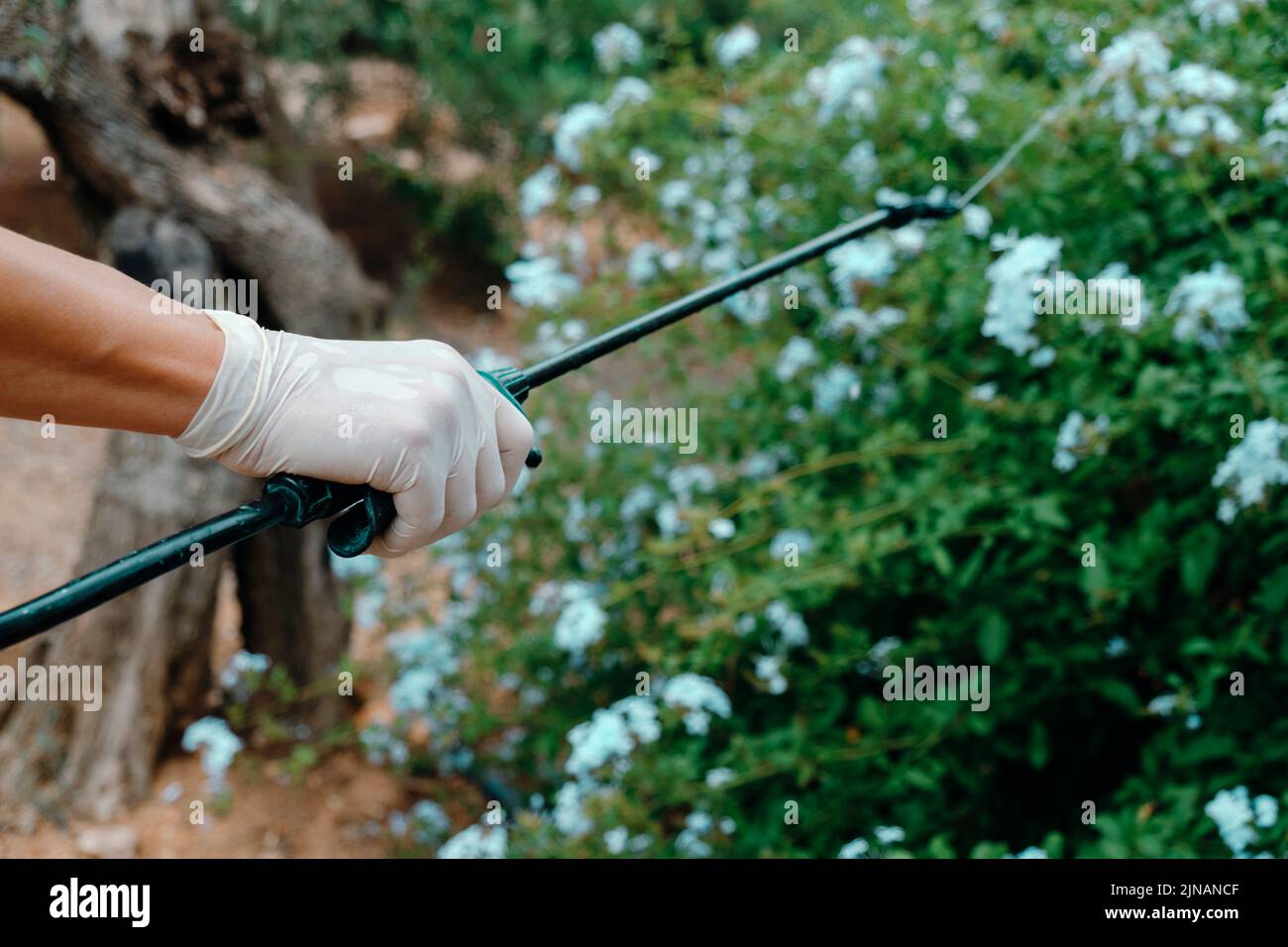 a caucasian man sprays insecticide on a shrub in a farmland Stock Photo ...