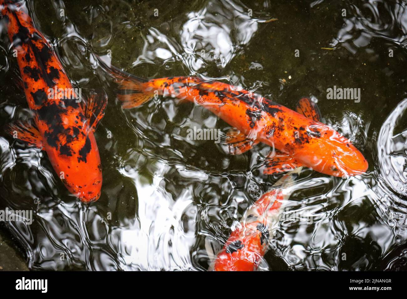 Bright orange and black koi fish, symbolizing good luck and prosperity ...
