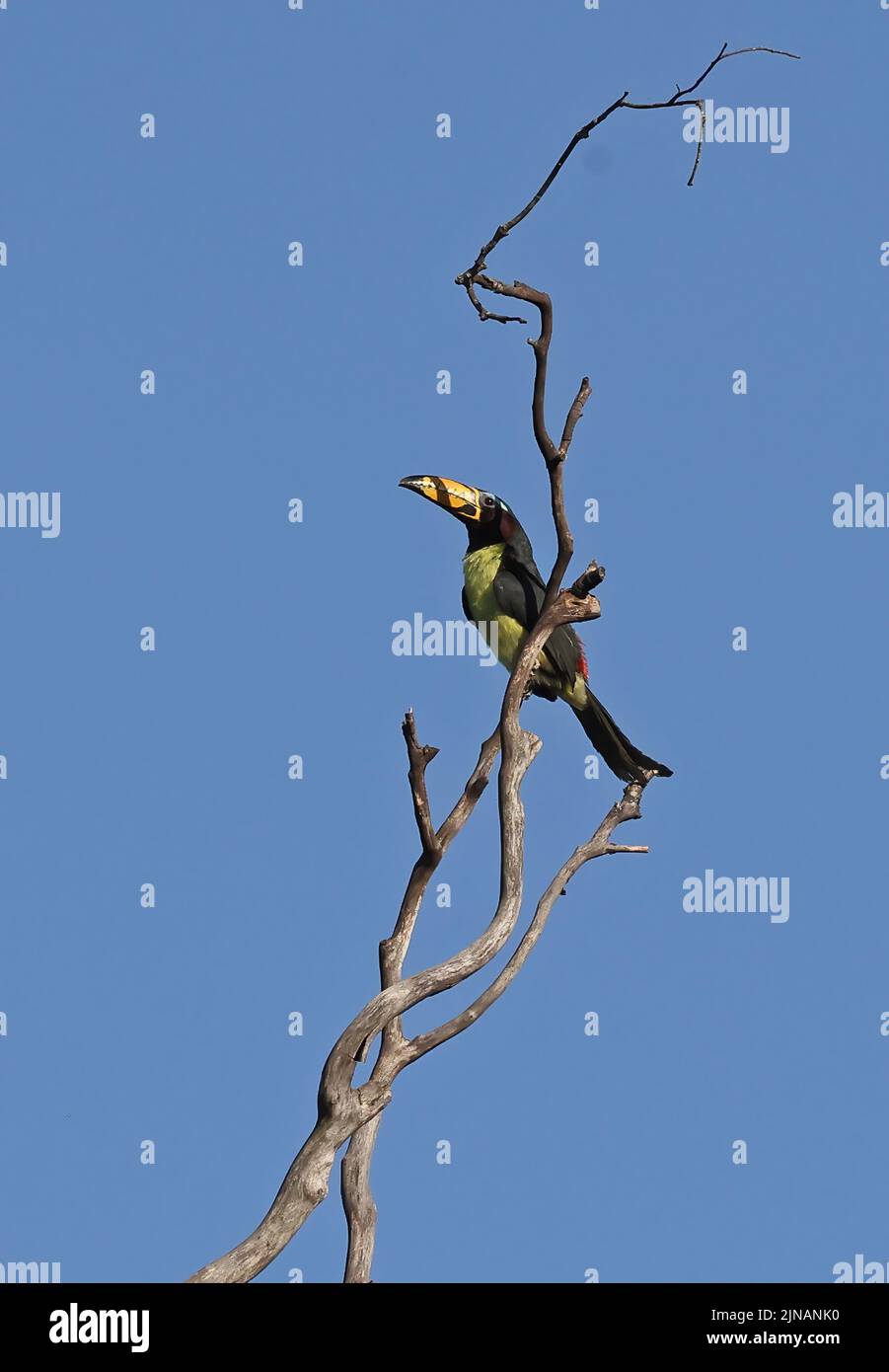 Lettered Aracari ( Pteroglossus inscriptus) adult perched on dead tree ...