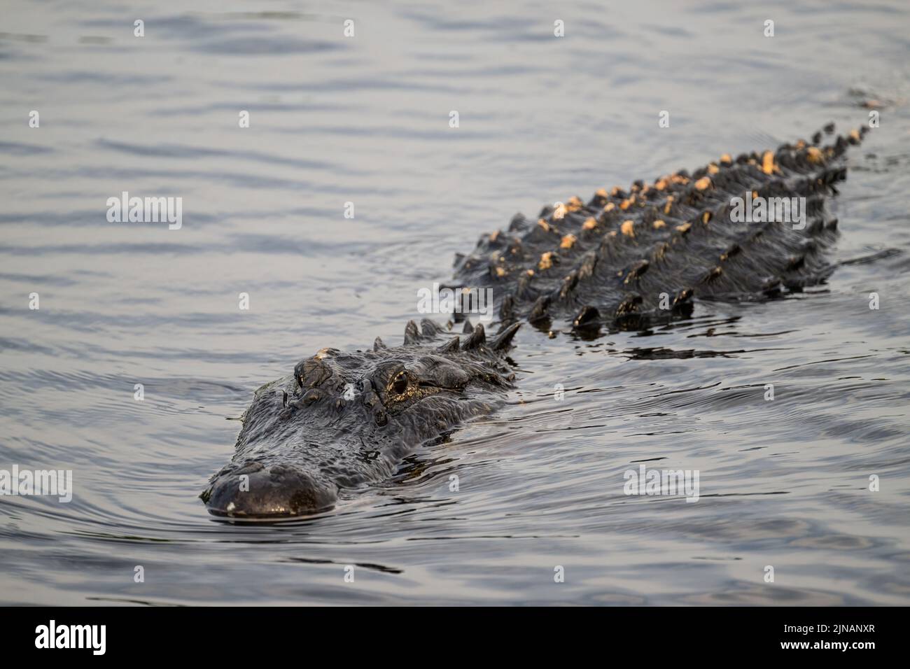 An alligator floating in a lake Stock Photo - Alamy