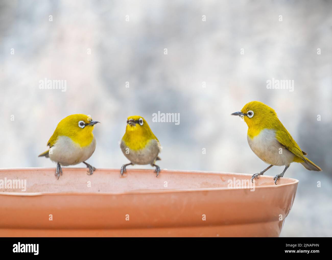 Birds drinking water hi-res stock photography and images - Alamy