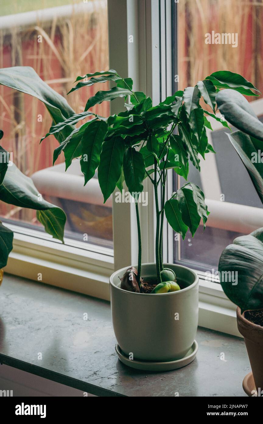 Green plant in stylish pot in window as part of modern home interior ...