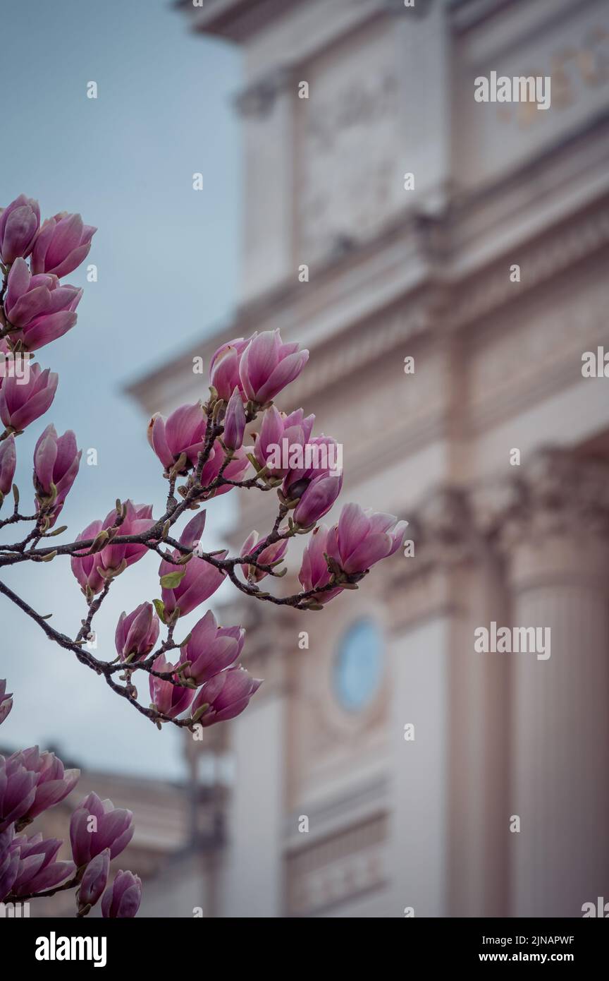 Pink magnolia flowers in full bloom in front of the classic building ...