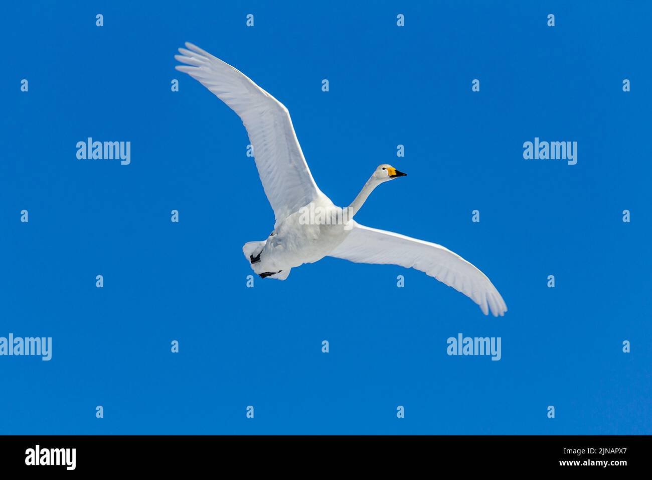 A whooper swan flying in a blue sky Stock Photo - Alamy
