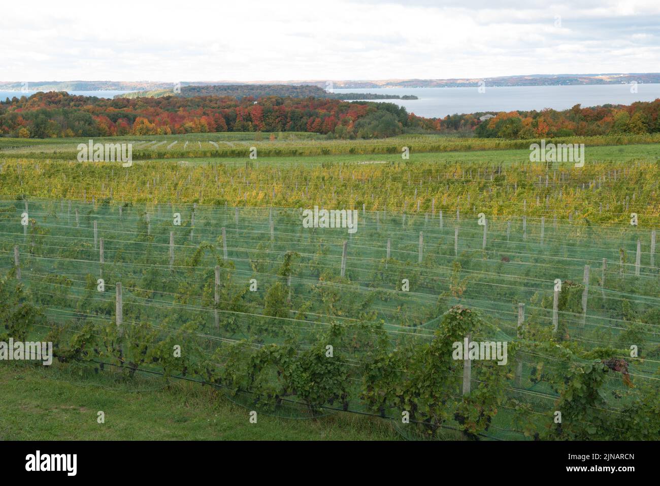 A vineyard field gives way to a colorful autumn forest with Lake ...