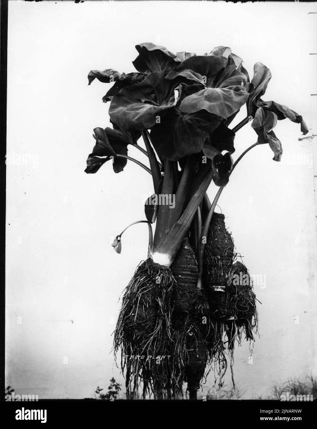 Taro Plant (1 Stock Photo - Alamy