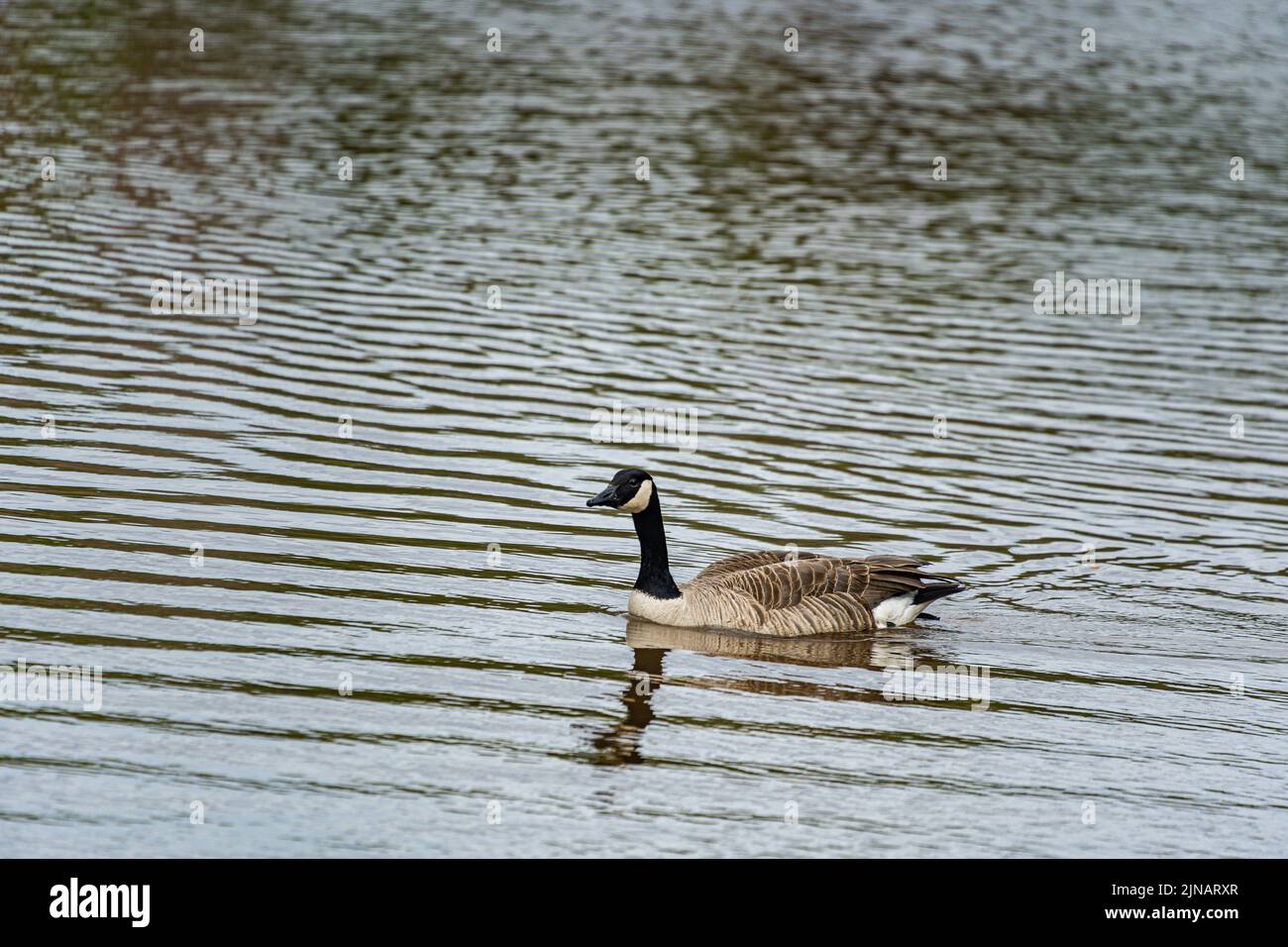 A Canadian goose swimming in the lake Stock Photo - Alamy
