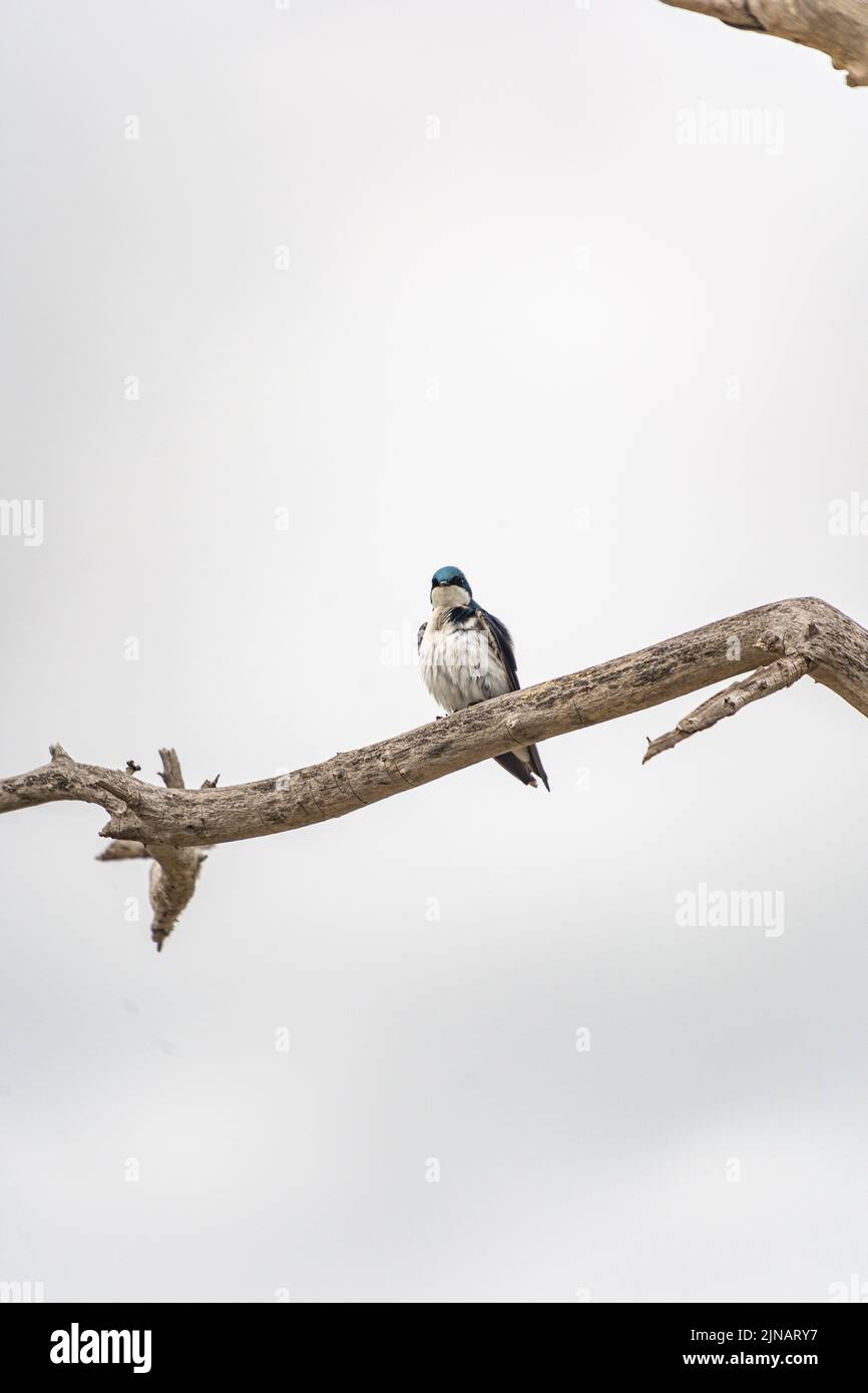 A vertical shot of a tree swallow sitting on the tree branch Stock ...
