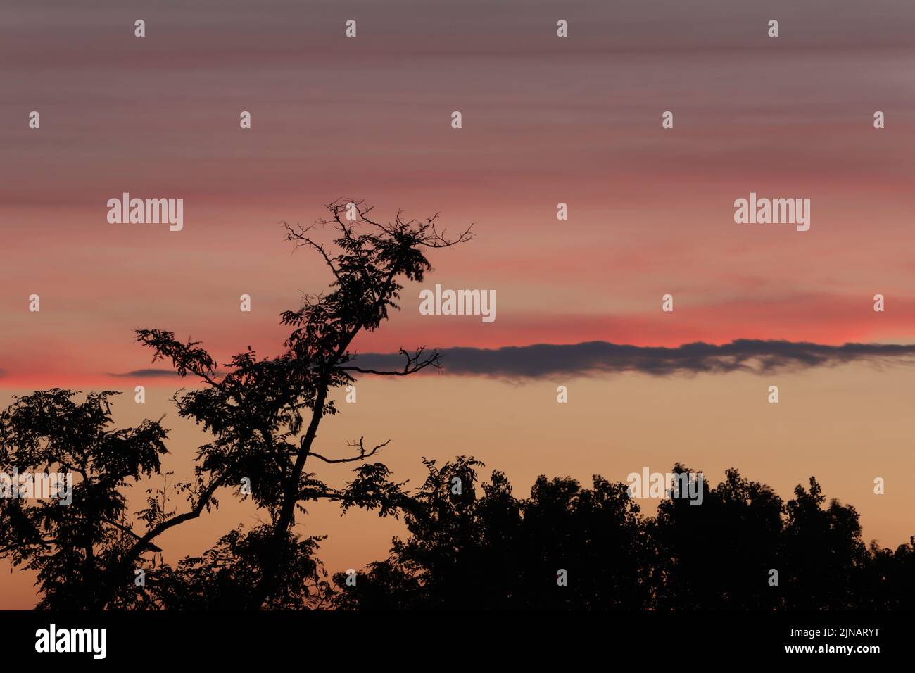 Evening sky with trees Stock Photo - Alamy