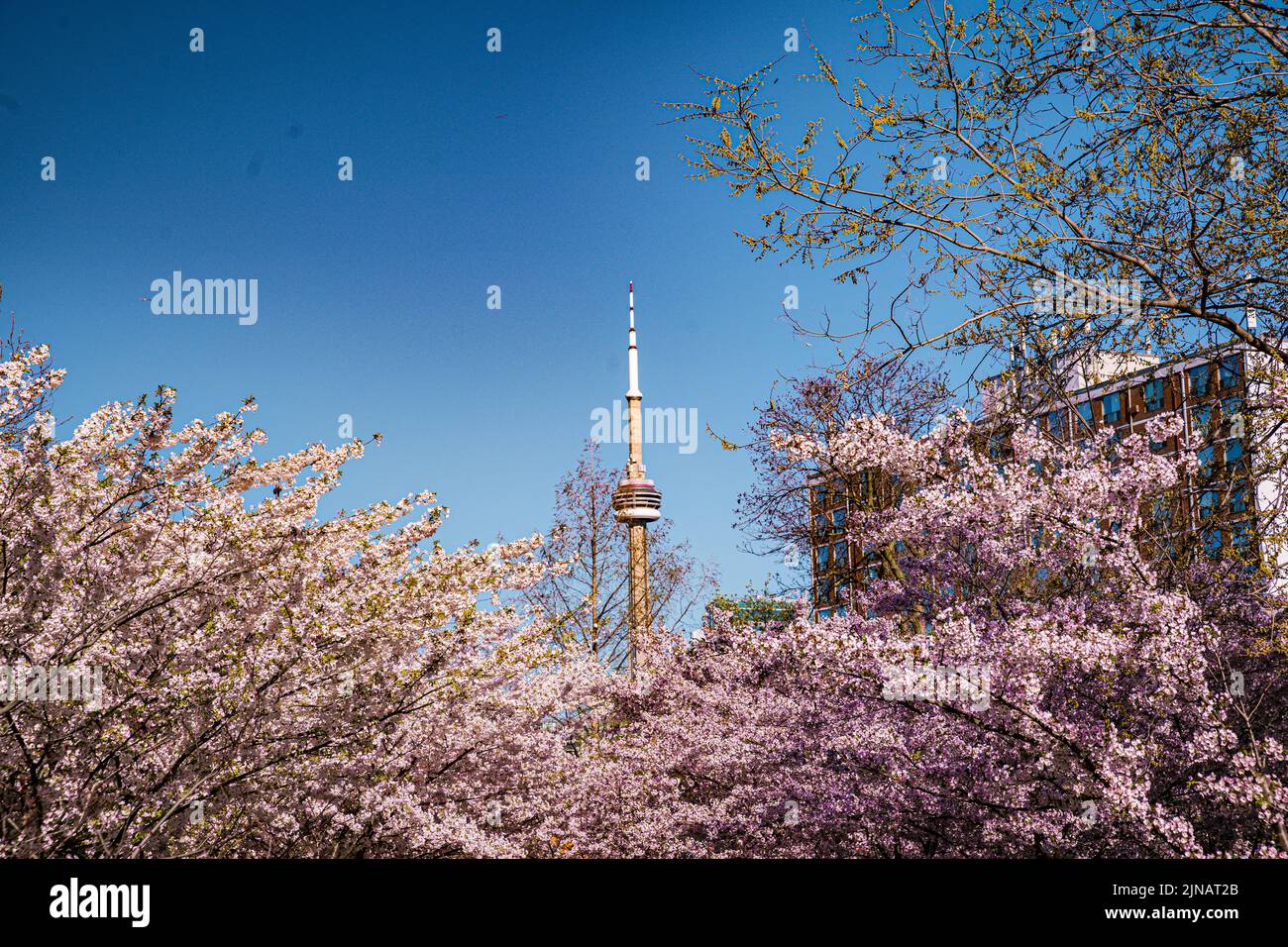 The tower in between cherry trees from the Trinity Bellwoods Park Stock ...