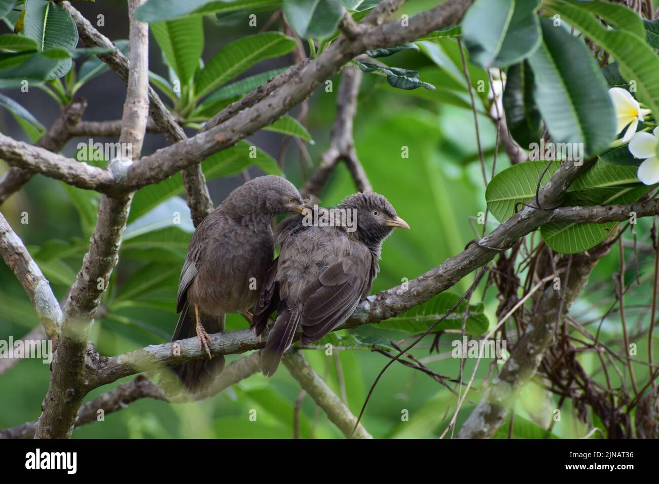 Loving couple of wild birds in tropical nature Stock Photo - Alamy