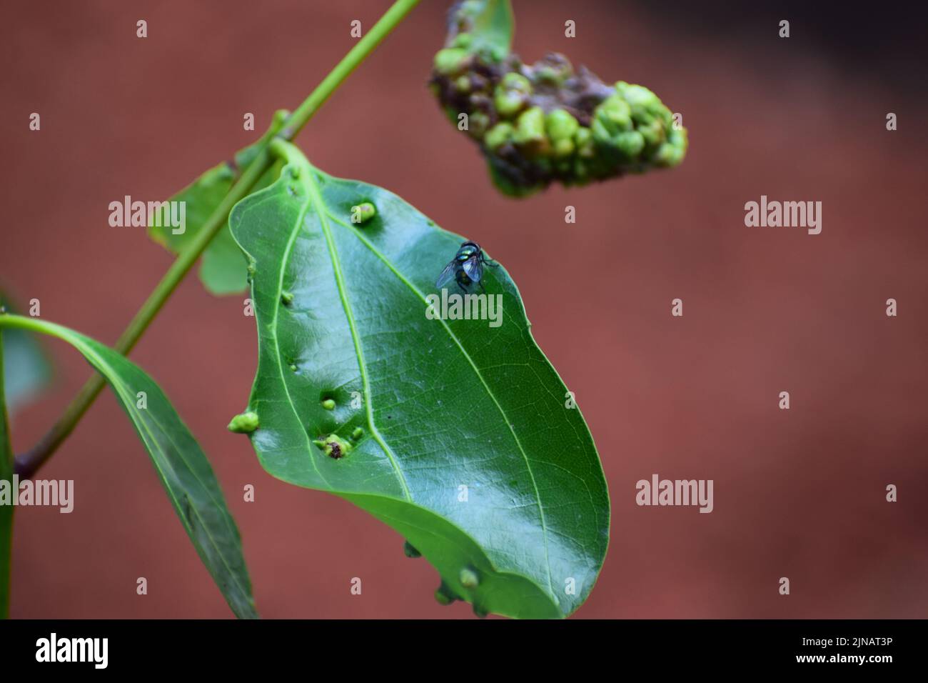 Destructive fungal disease hi-res stock photography and images - Alamy