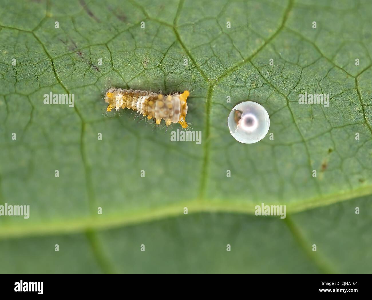 Caterpillar of a Spicebush Swallowtail butterfly (Papilio troilus) just ...