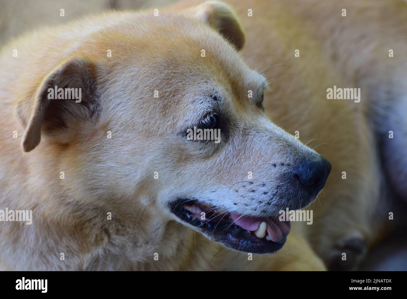 happy side view of puppy dog Stock Photo - Alamy