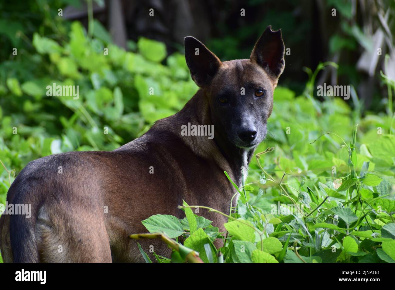 Black hunting dog is looking at me Stock Photo - Alamy