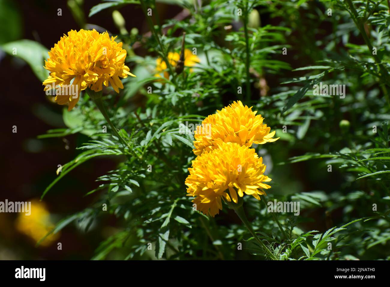 Marigold tree hi-res stock photography and images - Alamy