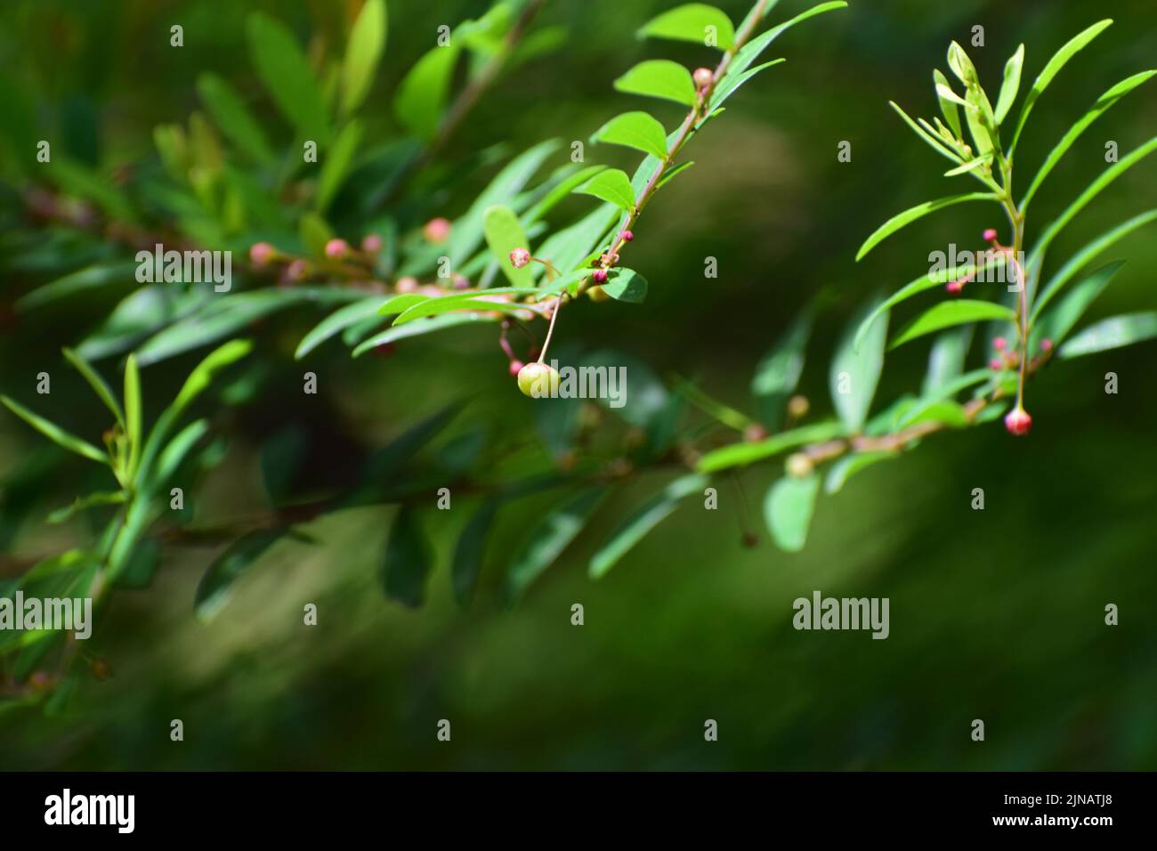 Little leaves in green nature Stock Photo - Alamy