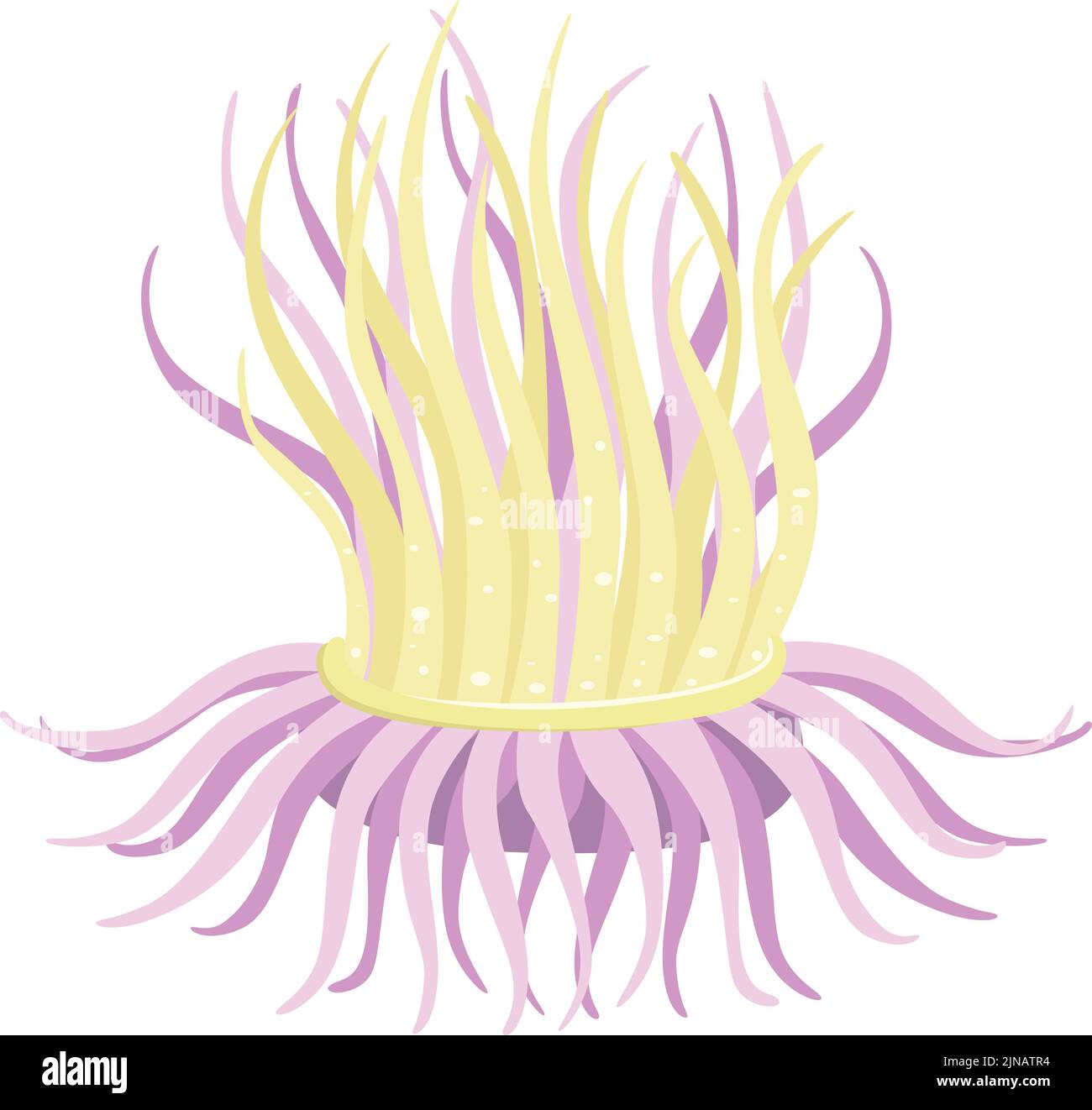 Cartoon anemone. Sea predator. Underwater life fauna Stock Vector Image ...
