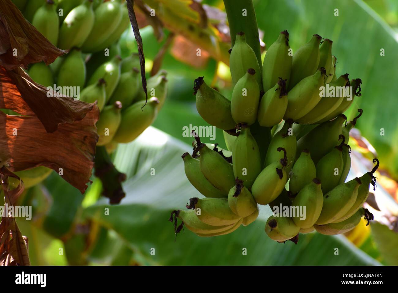 Bunch of banana Stock Photo - Alamy