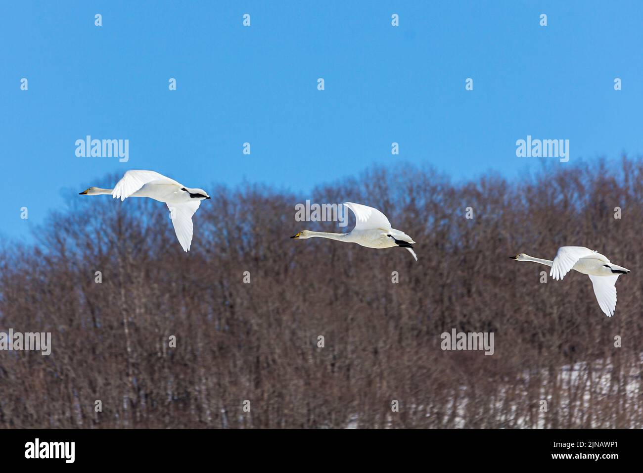 Three whooper swans flying against trees and the blue sky Stock Photo ...