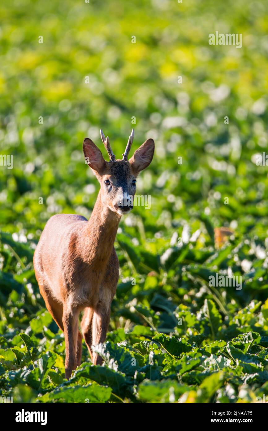 A vertical shot of a cute deer in a beautiful field Stock Photo - Alamy
