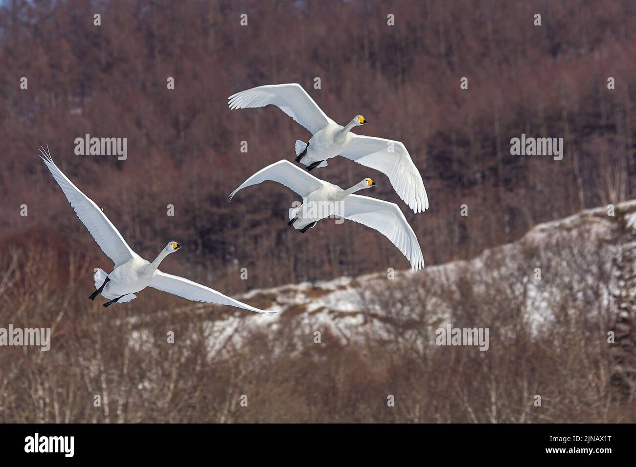 Three whooper swans flying against a snowy forest Stock Photo - Alamy
