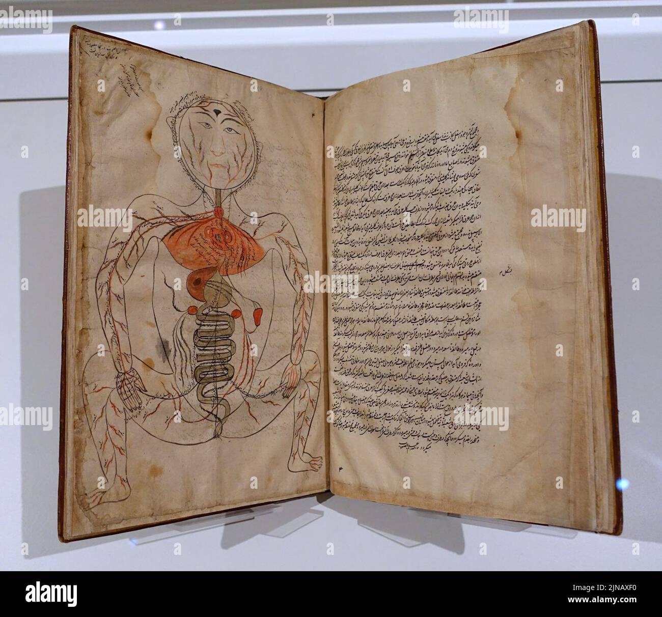 Tashrih mansuri hi-res stock photography and images - Alamy