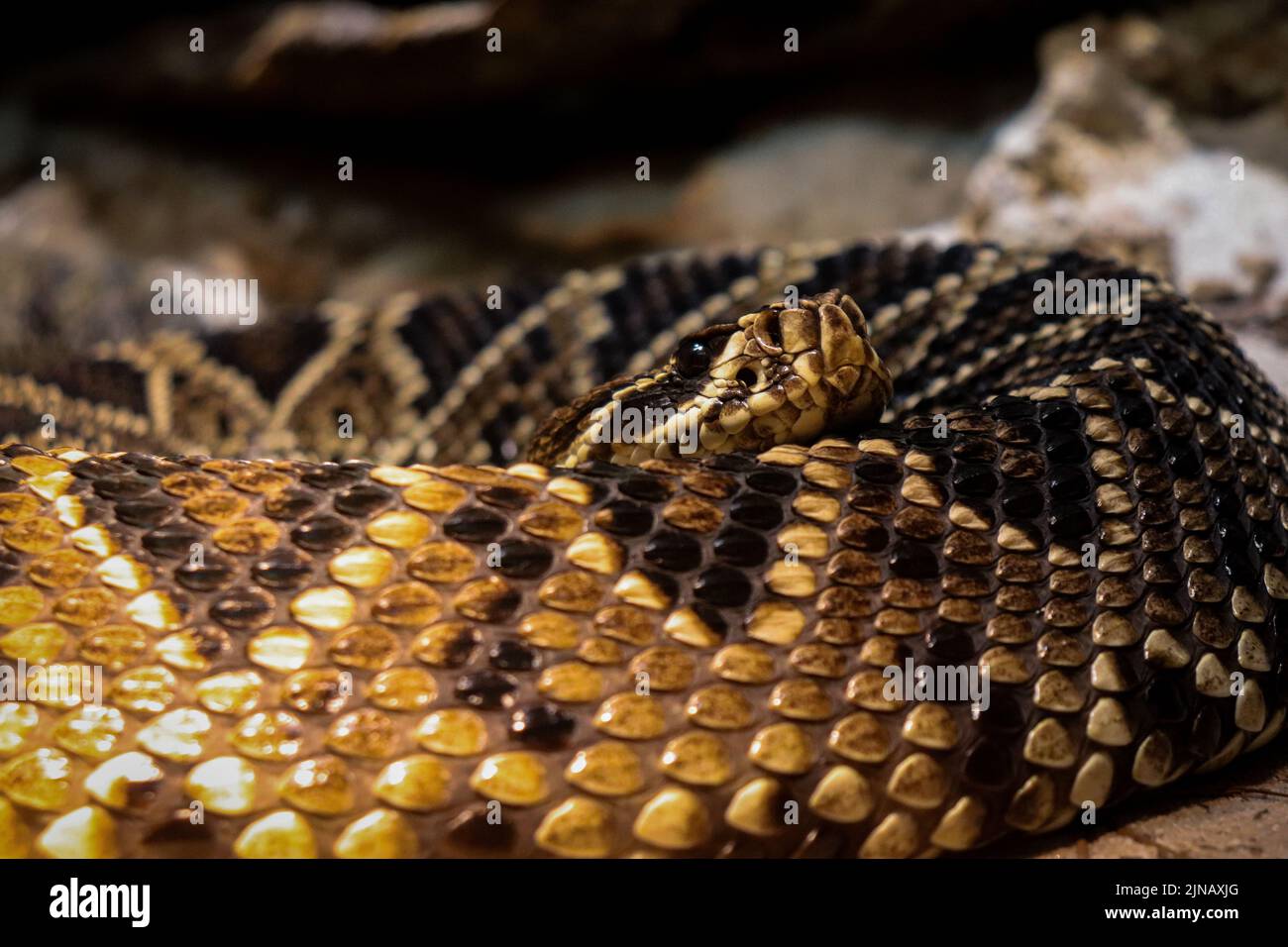 A closeup of a dangerous Bothrops alternatus snake coiled on stones in ...