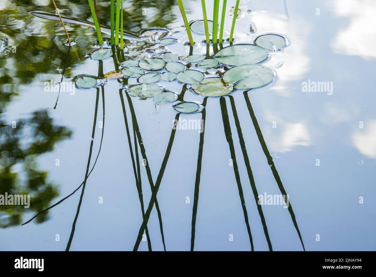 Purple yam water plant very popular in brazil Stock Photo - Alamy