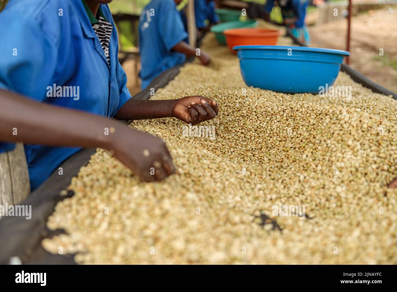 Female hands taking coffee beans and sorting them Stock Photo - Alamy