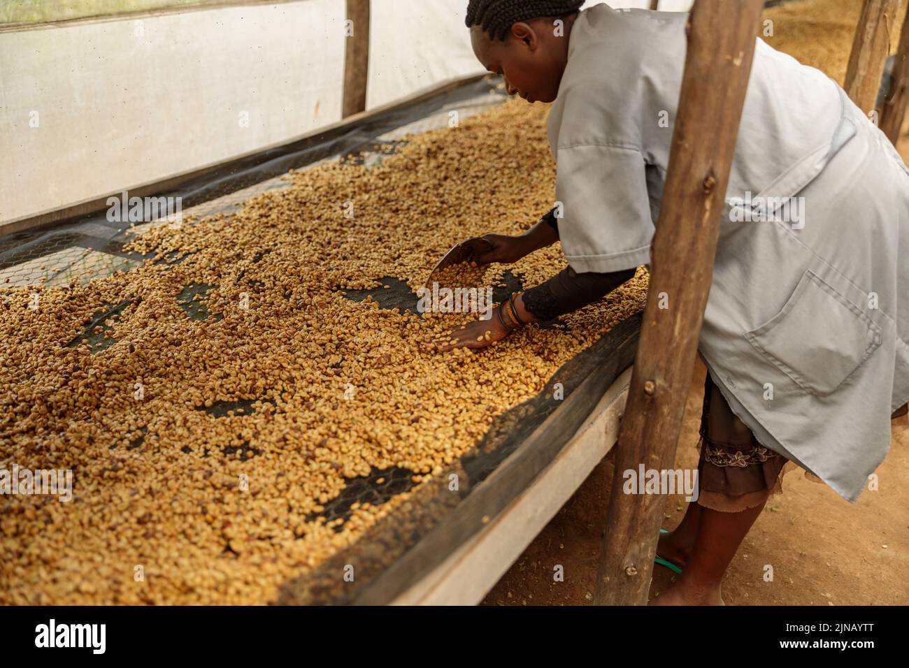 African American woman stirring coffee beans during honey process Stock ...