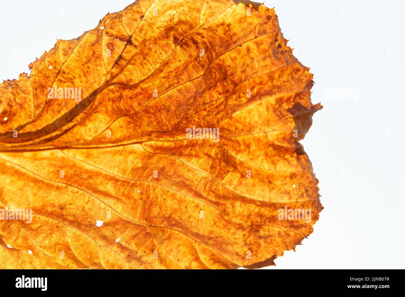 Dark brown texture of a tree leaf to the light. Backgrounds and texture ...