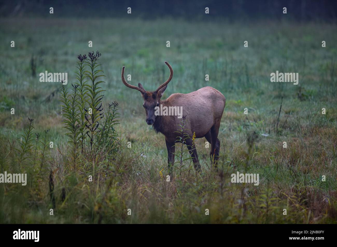 North carolina elk hi-res stock photography and images - Alamy