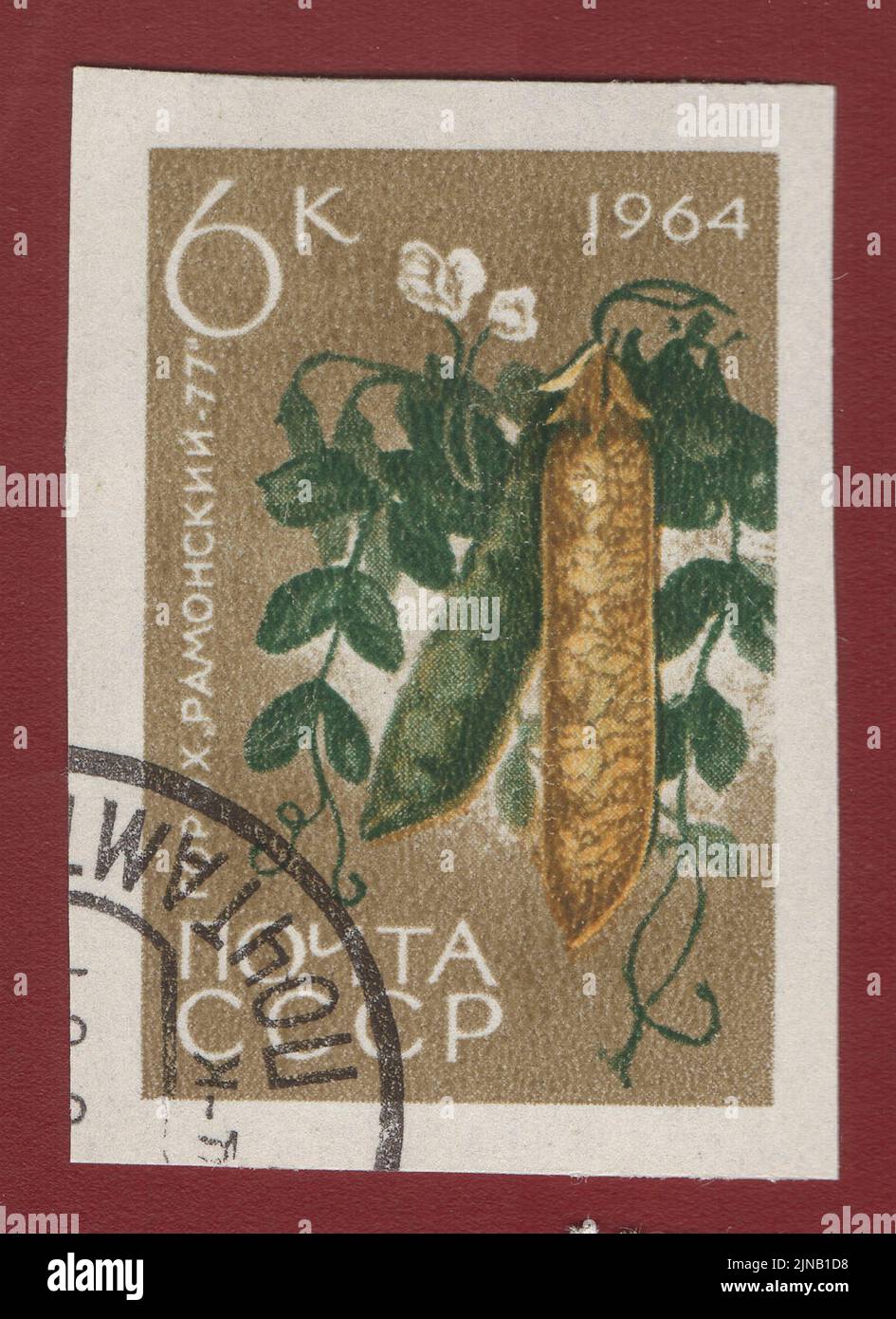 USSR - CIRCA 1964: A stamp printed in the USSR depicts a crop with the ...