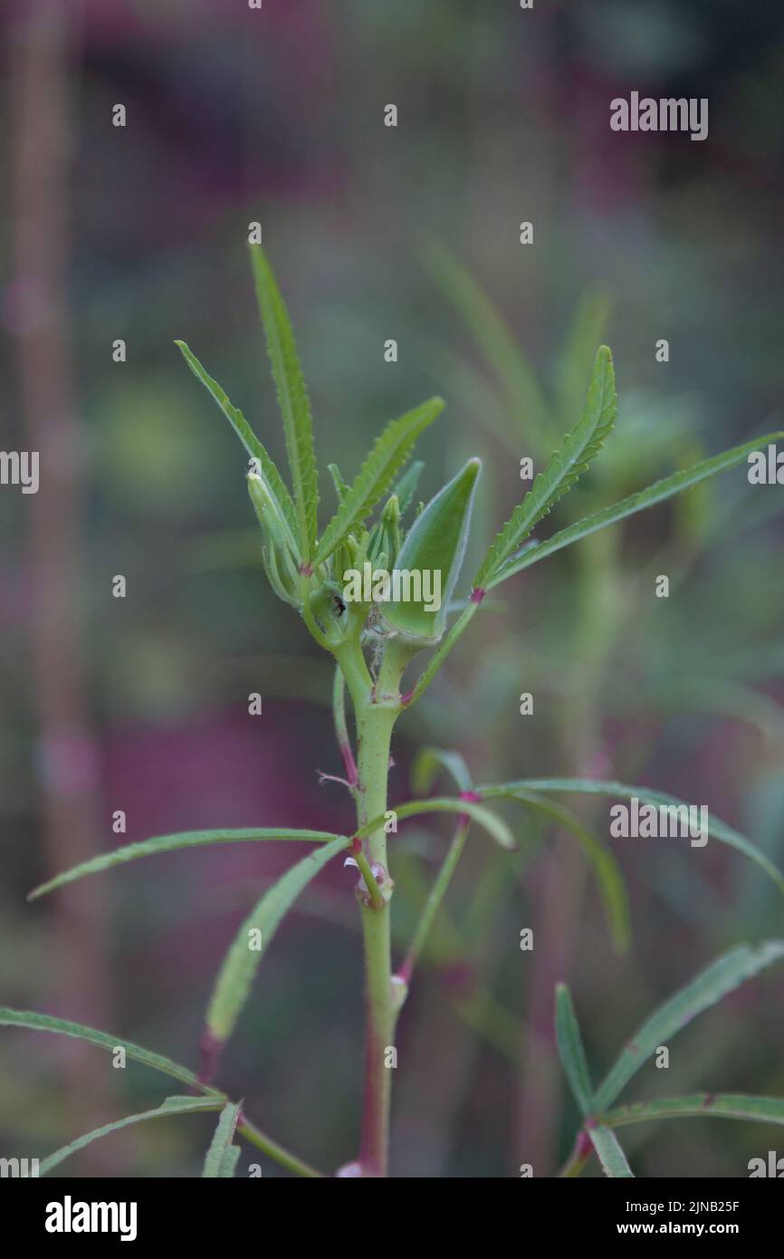 Selective focus and vertical. Okra plants and small okras are growing ...